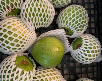 Guava Large Size Single – Fresh & Exotic